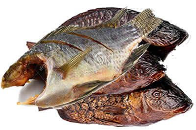 Tilapia Breeder and Supplier in Lagos, Nigeria