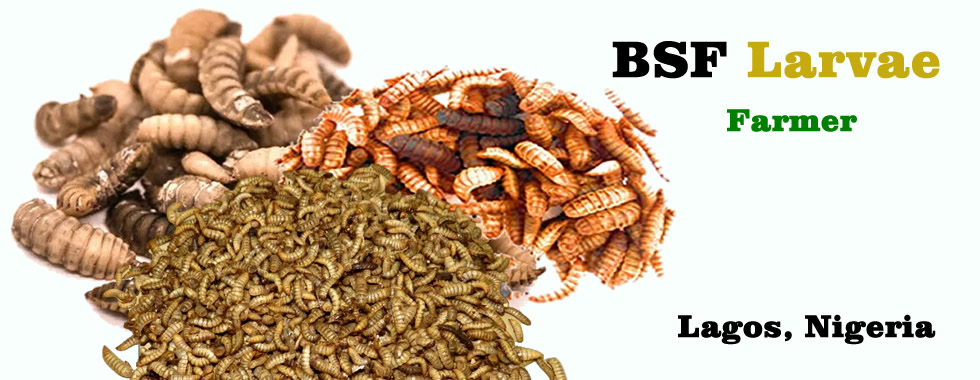 Fish Farmer, Supplier, Tilapia, Catfish, in Lagos, Nigeria